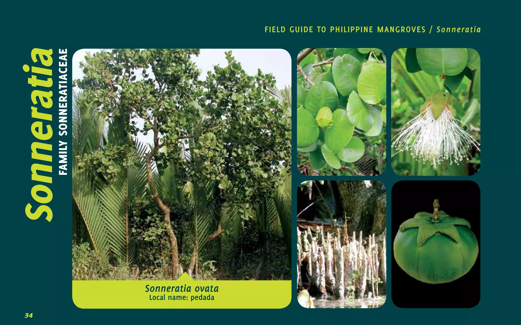 Field Guide to Phil. Mangroves.pdf