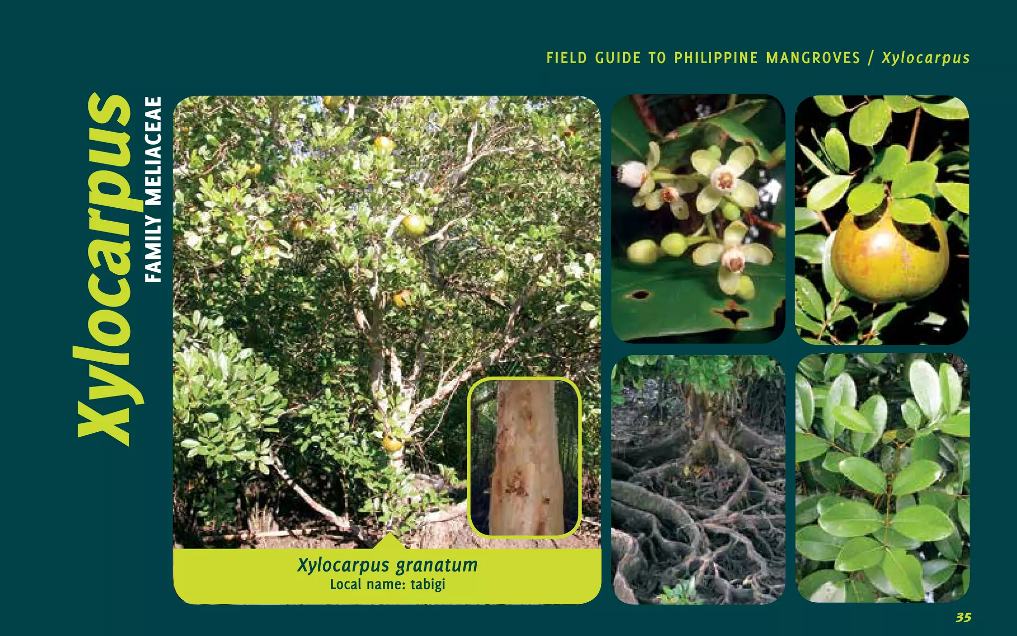 Field Guide to Phil. Mangroves.pdf