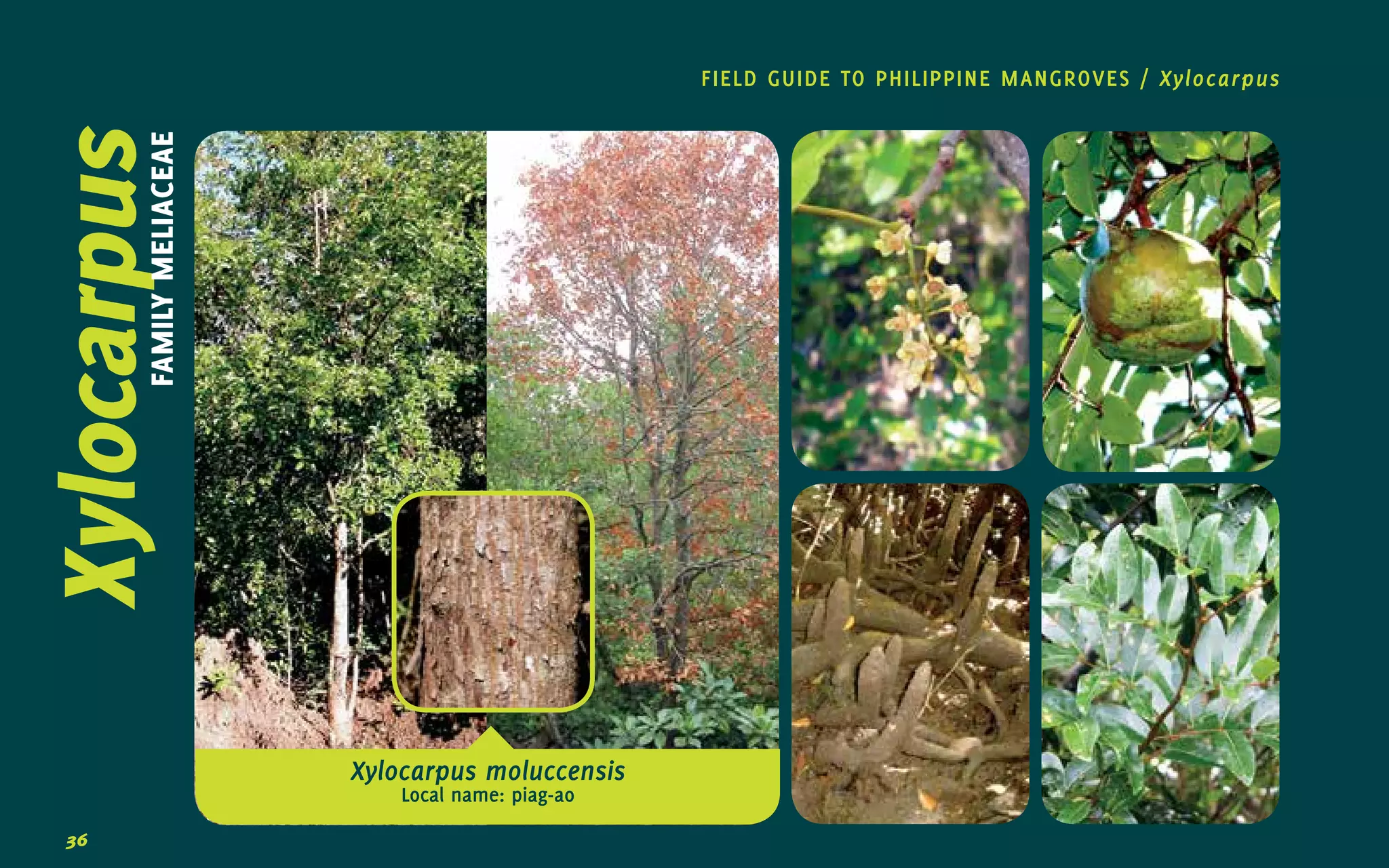 Field Guide to Phil. Mangroves.pdf