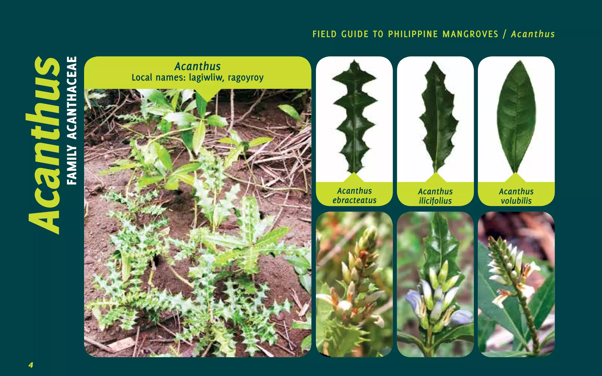 Field Guide to Phil. Mangroves.pdf