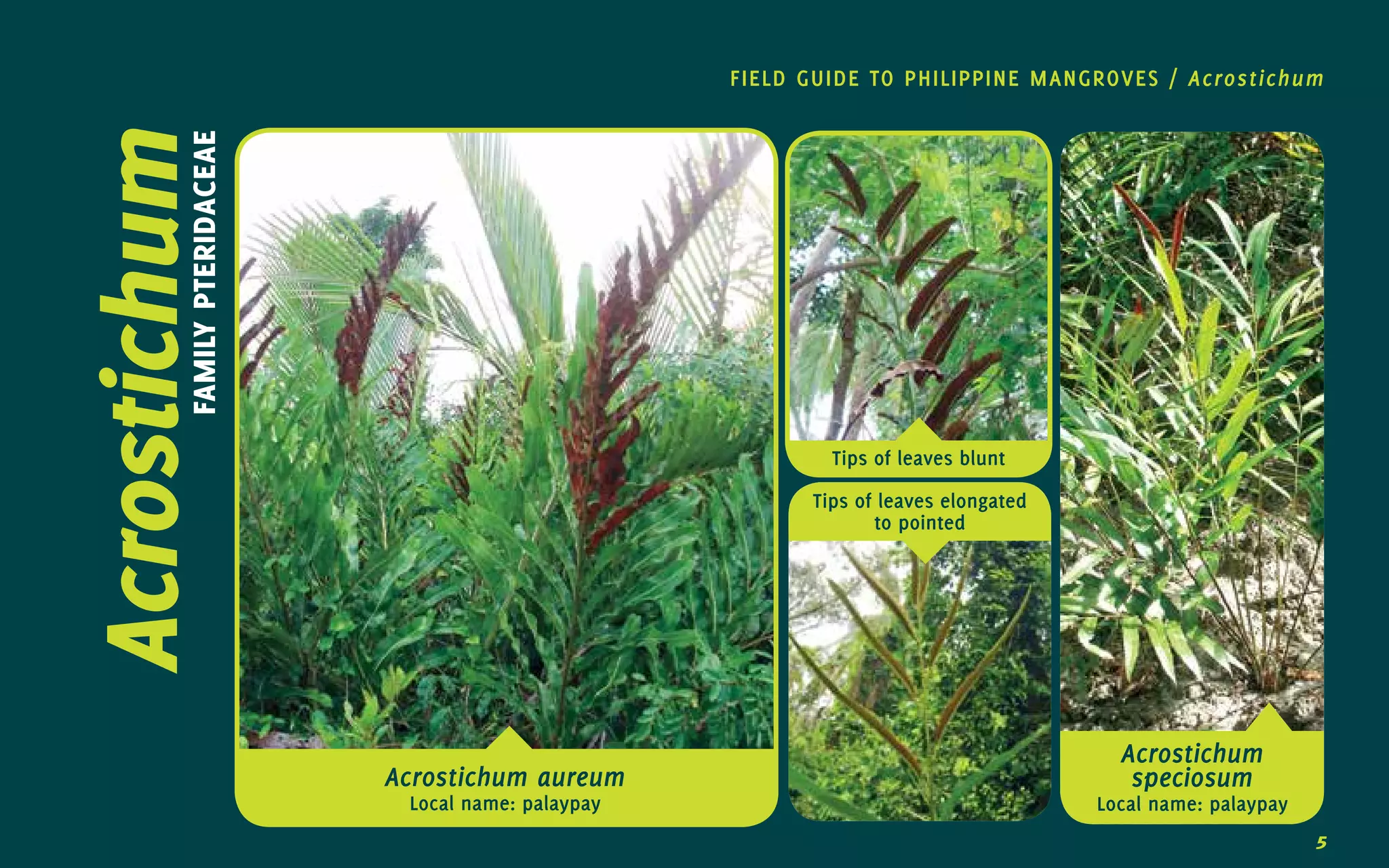 Field Guide to Phil. Mangroves.pdf