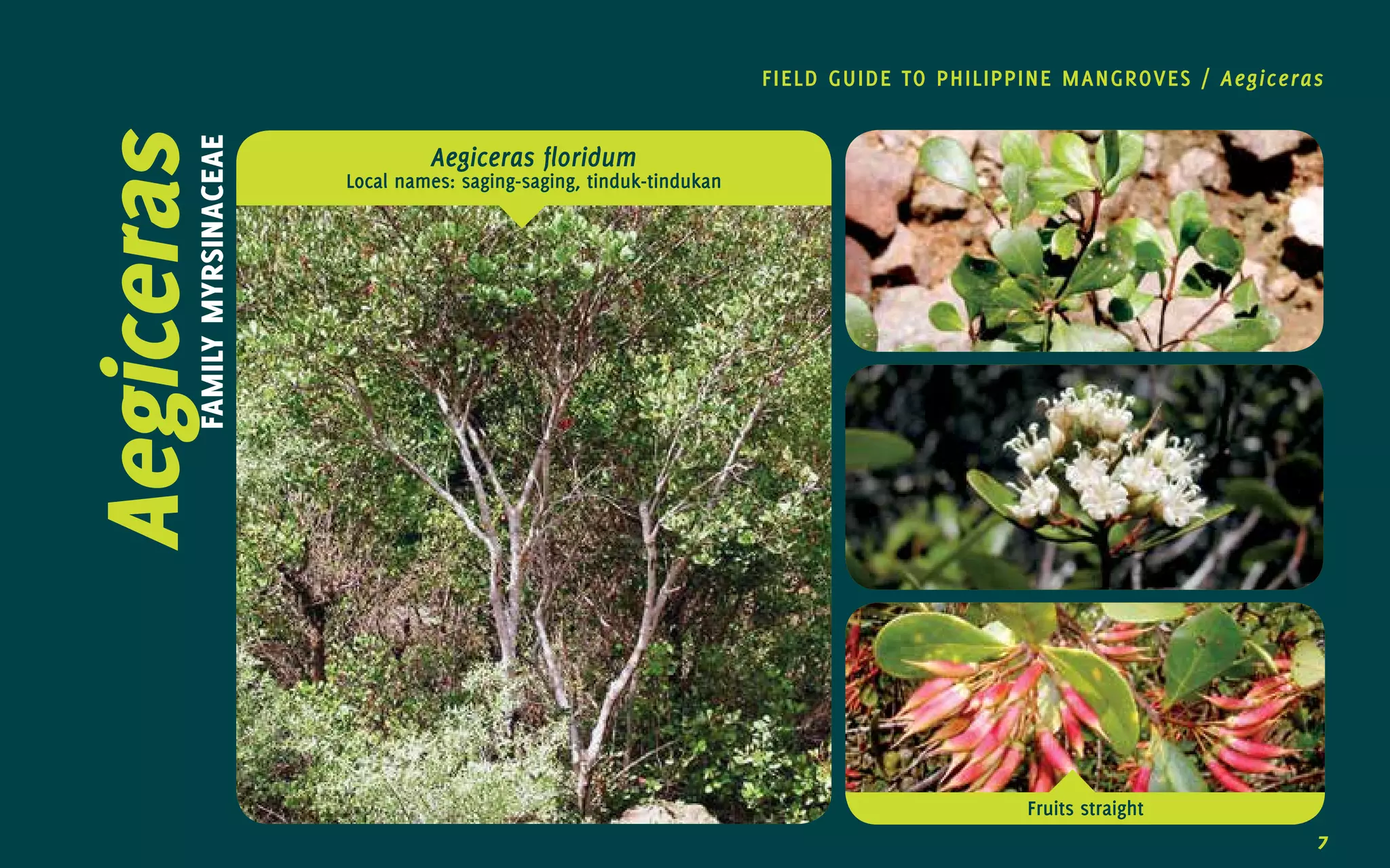 Field Guide to Phil. Mangroves.pdf