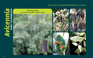 Field Guide to Phil. Mangroves.pdf