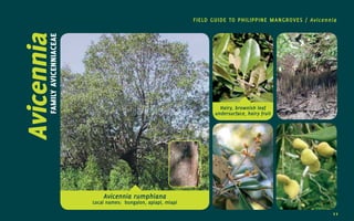 Field Guide to Phil. Mangroves.pdf