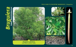 Field Guide to Phil. Mangroves.pdf
