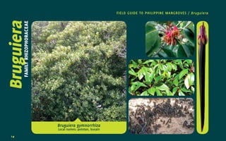 Field Guide to Phil. Mangroves.pdf