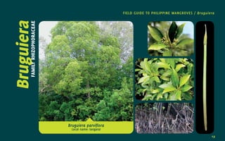 Field Guide to Phil. Mangroves.pdf