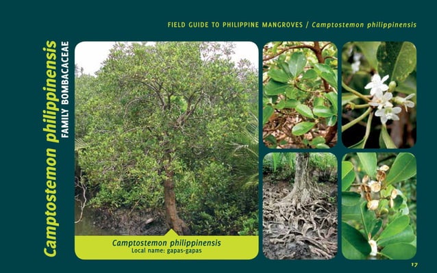 Field Guide to Phil. Mangroves.pdf