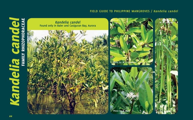 Field Guide to Phil. Mangroves.pdf