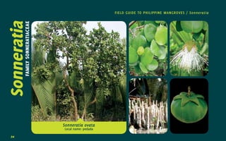 Field Guide to Phil. Mangroves.pdf