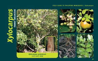Field Guide to Phil. Mangroves.pdf