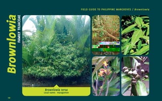 Field Guide to Phil. Mangroves.pdf