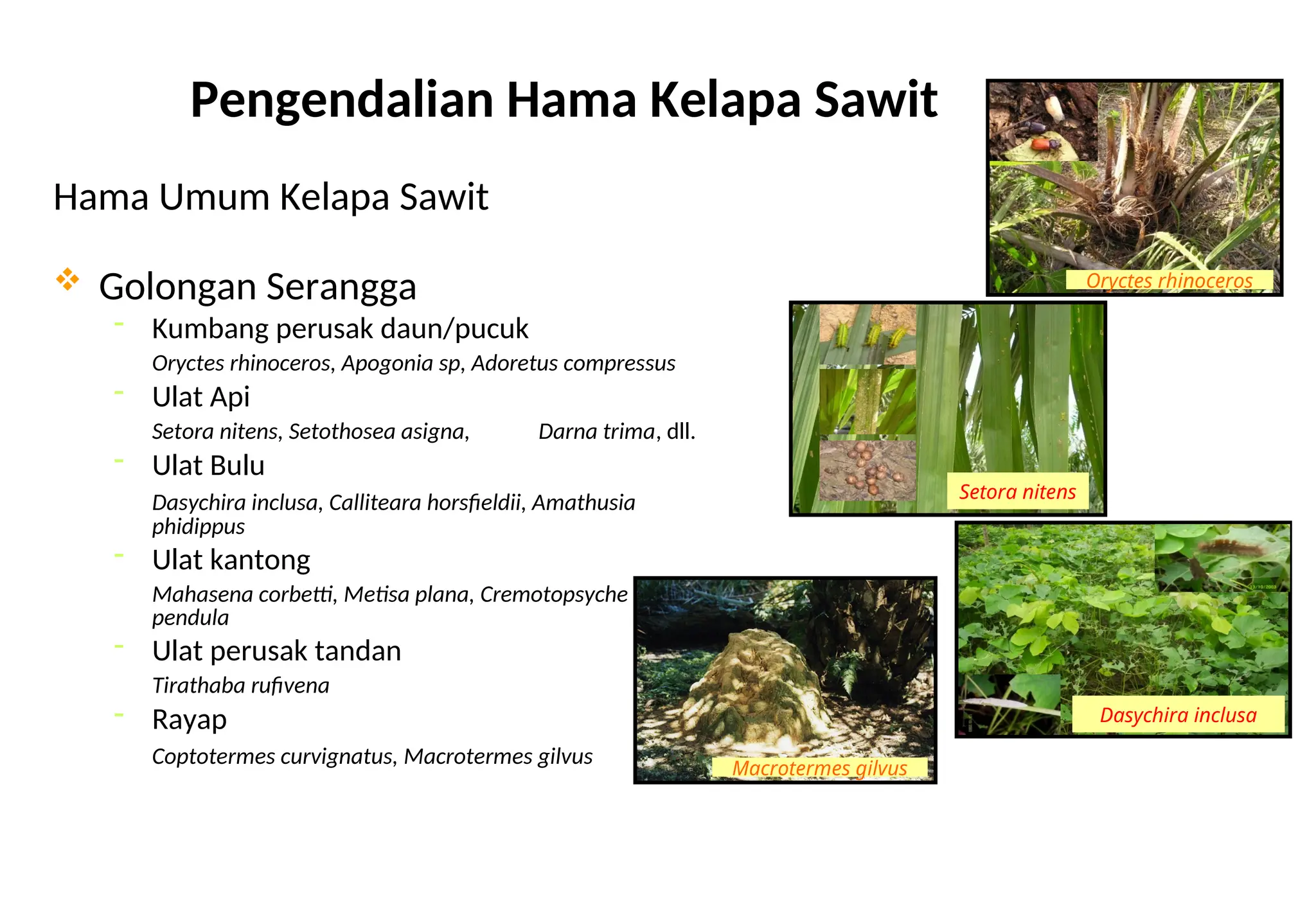 FIELD PEST OF OIL PALM_Cadet 2016 dan penanganan serta solusi ...