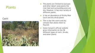 Field presentation | PPTX