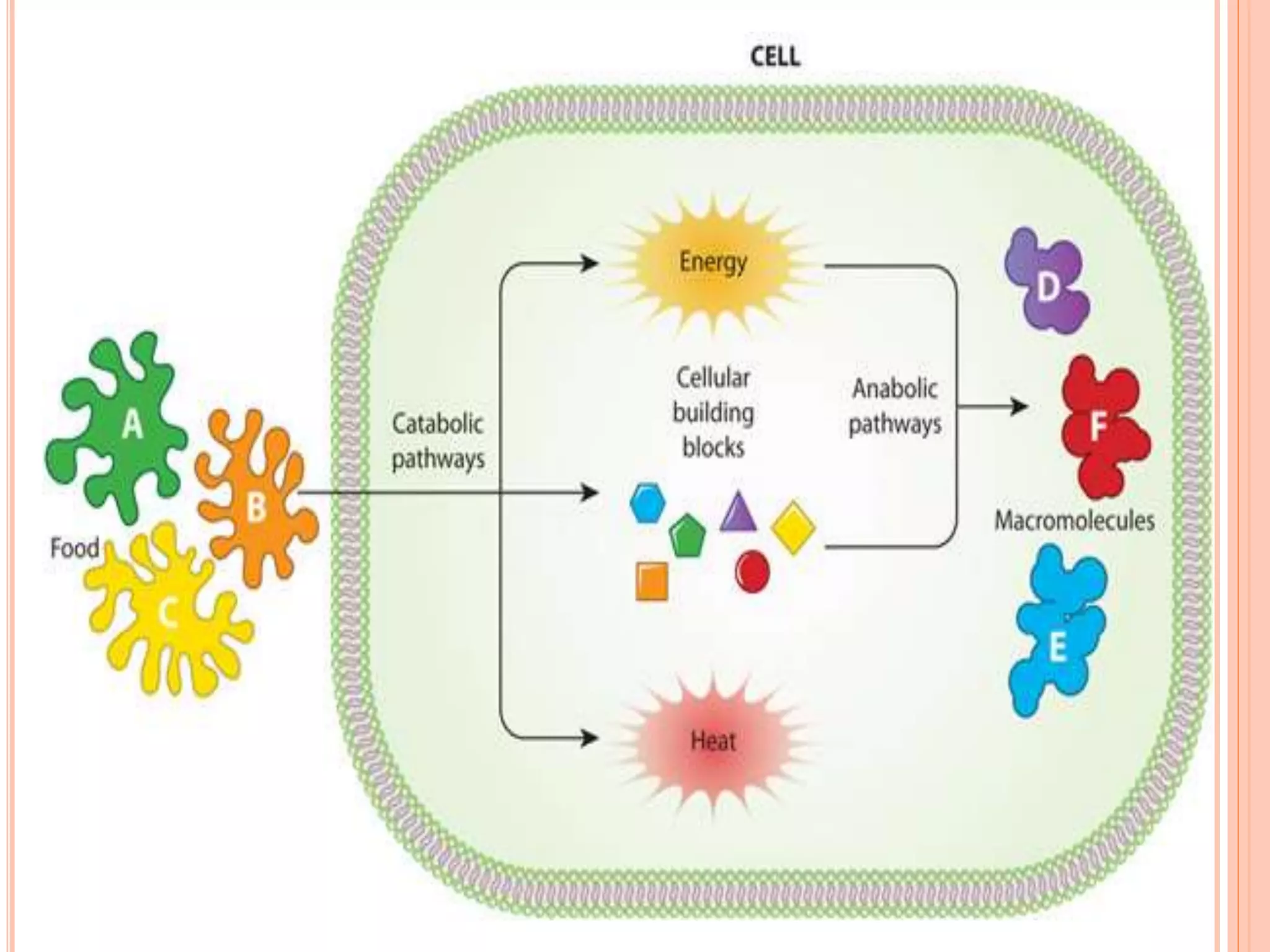 Fields of biochemistry | PPTX