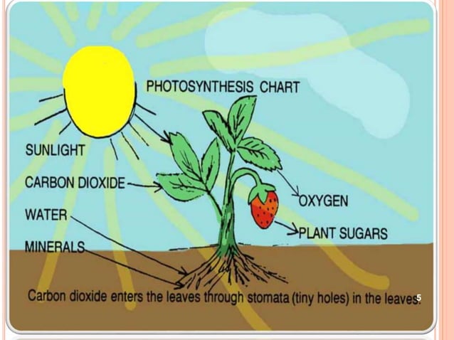 Fields of biochemistry | PPTX | Biological Sciences | Science