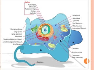 Fields of biochemistry | PPTX
