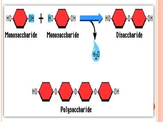 Fields of biochemistry | PPTX
