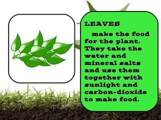 basic parts of a plant | PPT