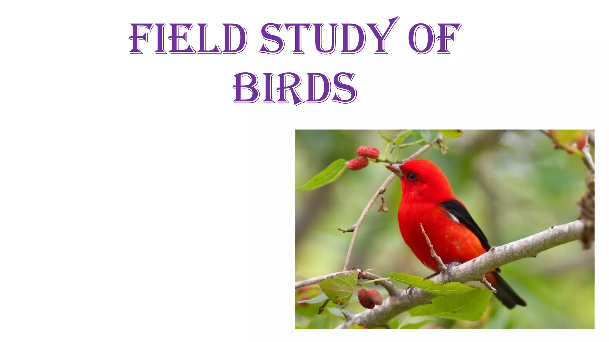 Field study of birds | PPT