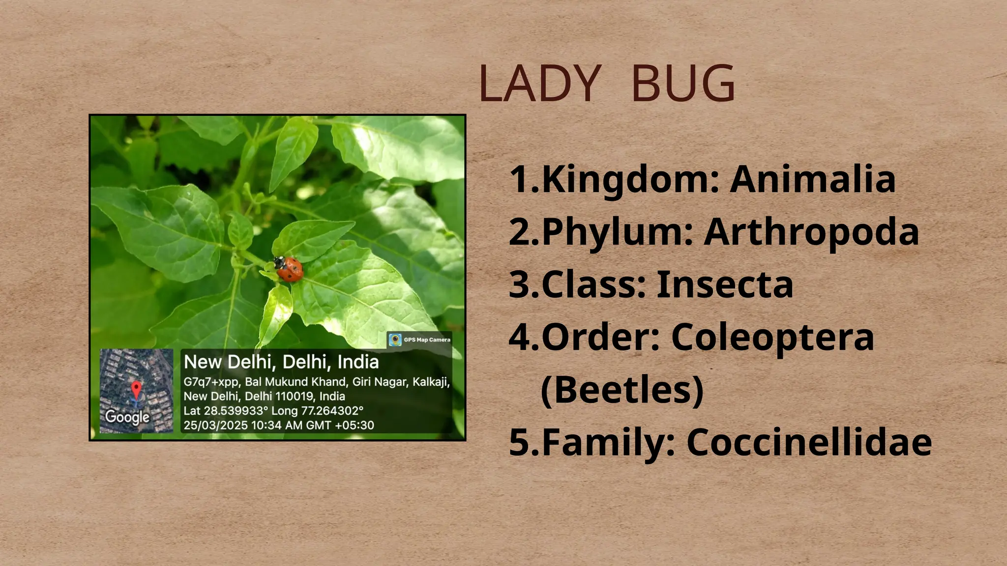 study of the insect diversity in Delhi.pptx