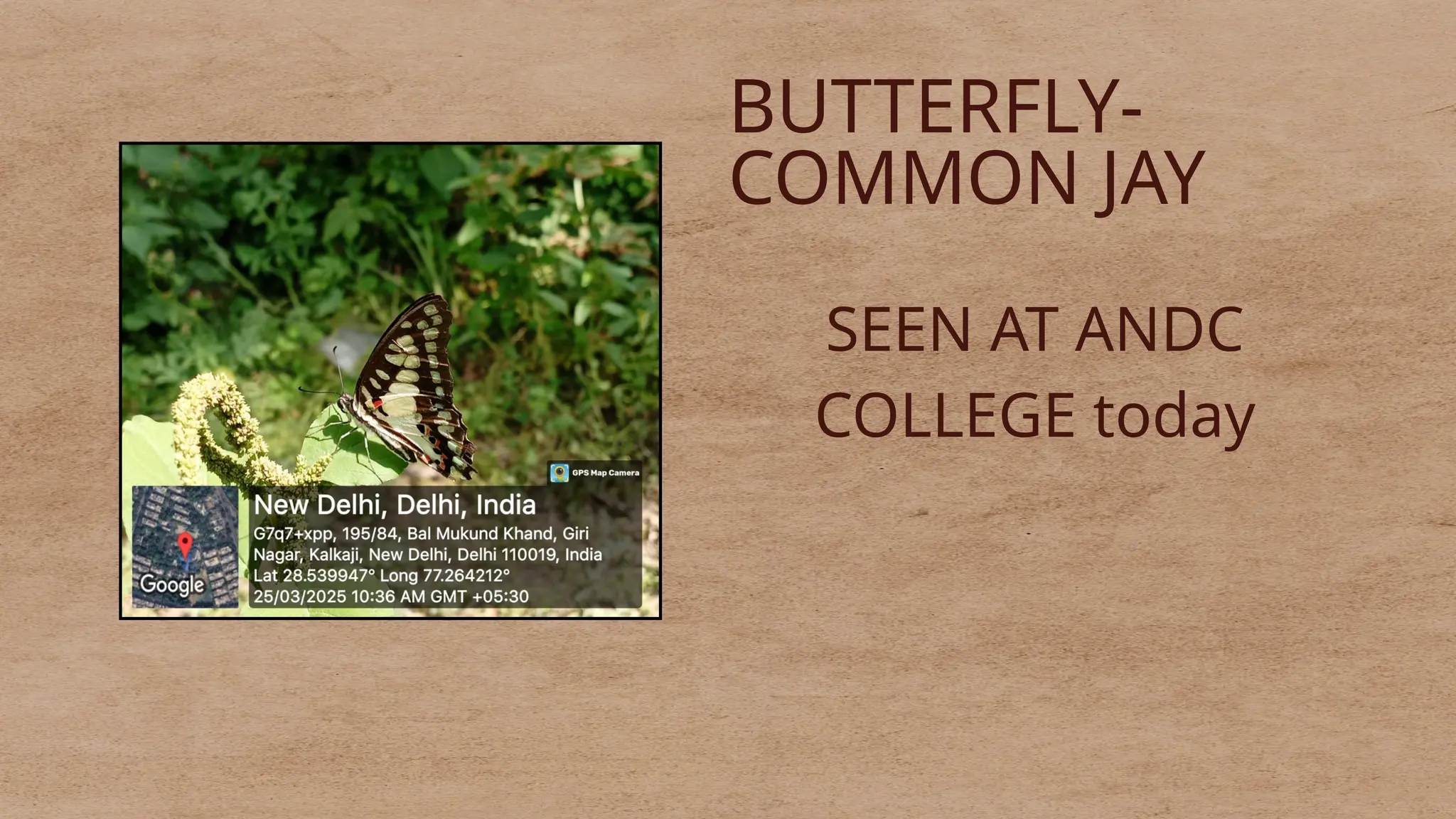 study of the insect diversity in Delhi.pptx
