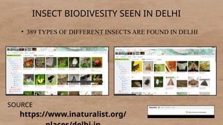 study of the insect diversity in Delhi.pptx