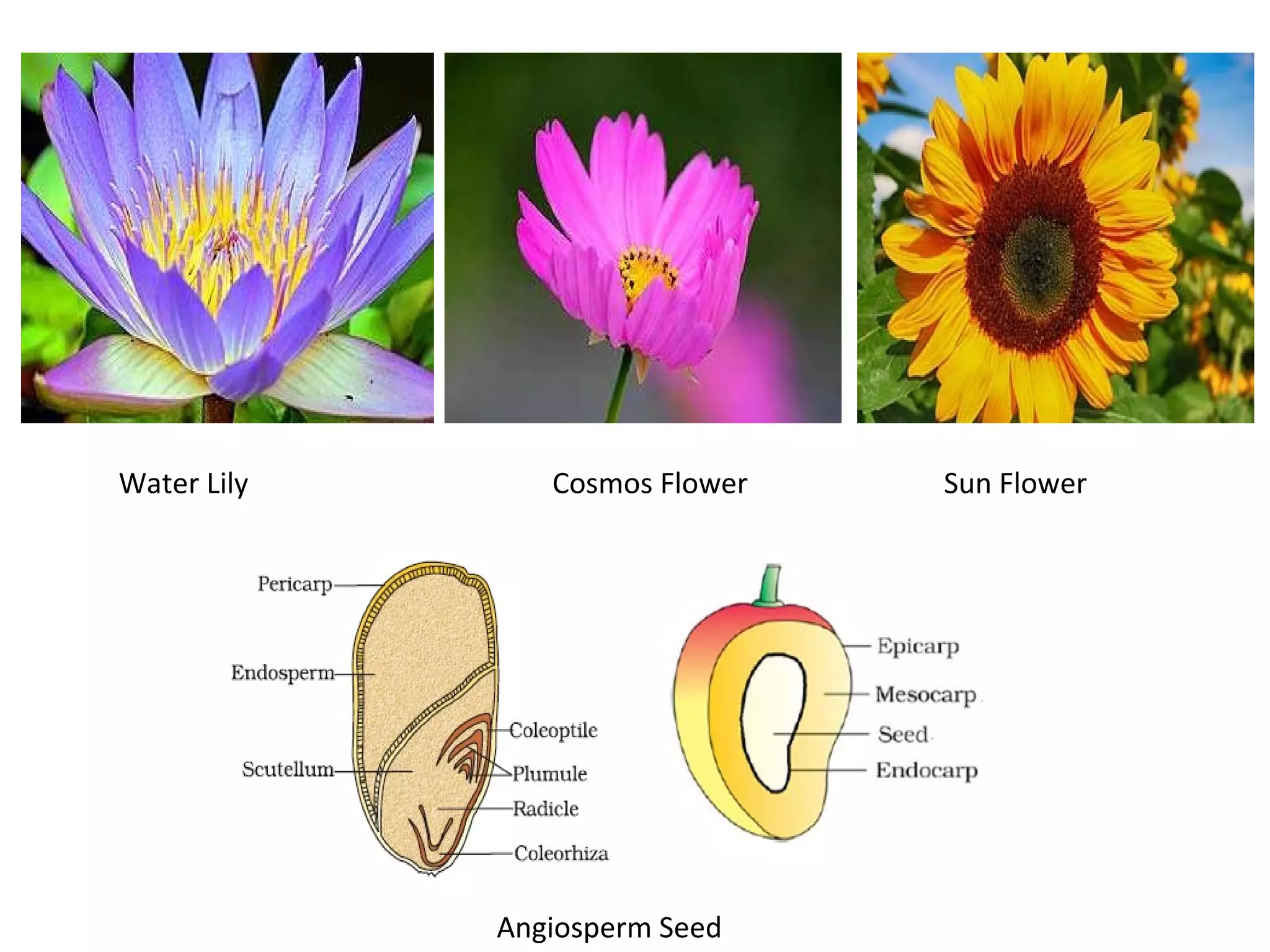 Field study on plants | PPT