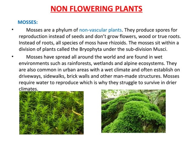 Field study on plants | PPT