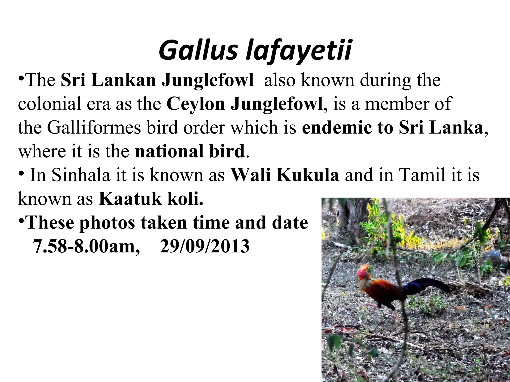 Field visit presentation on Wasgamuwa,K.S.Sivanesan | PPT