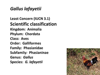 Field visit presentation on Wasgamuwa,K.S.Sivanesan | PPT