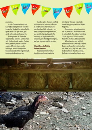 Fiesta mag native chicken (zam pen) | PDF