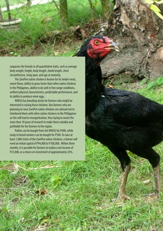Fiesta mag native chicken (zam pen) | PDF