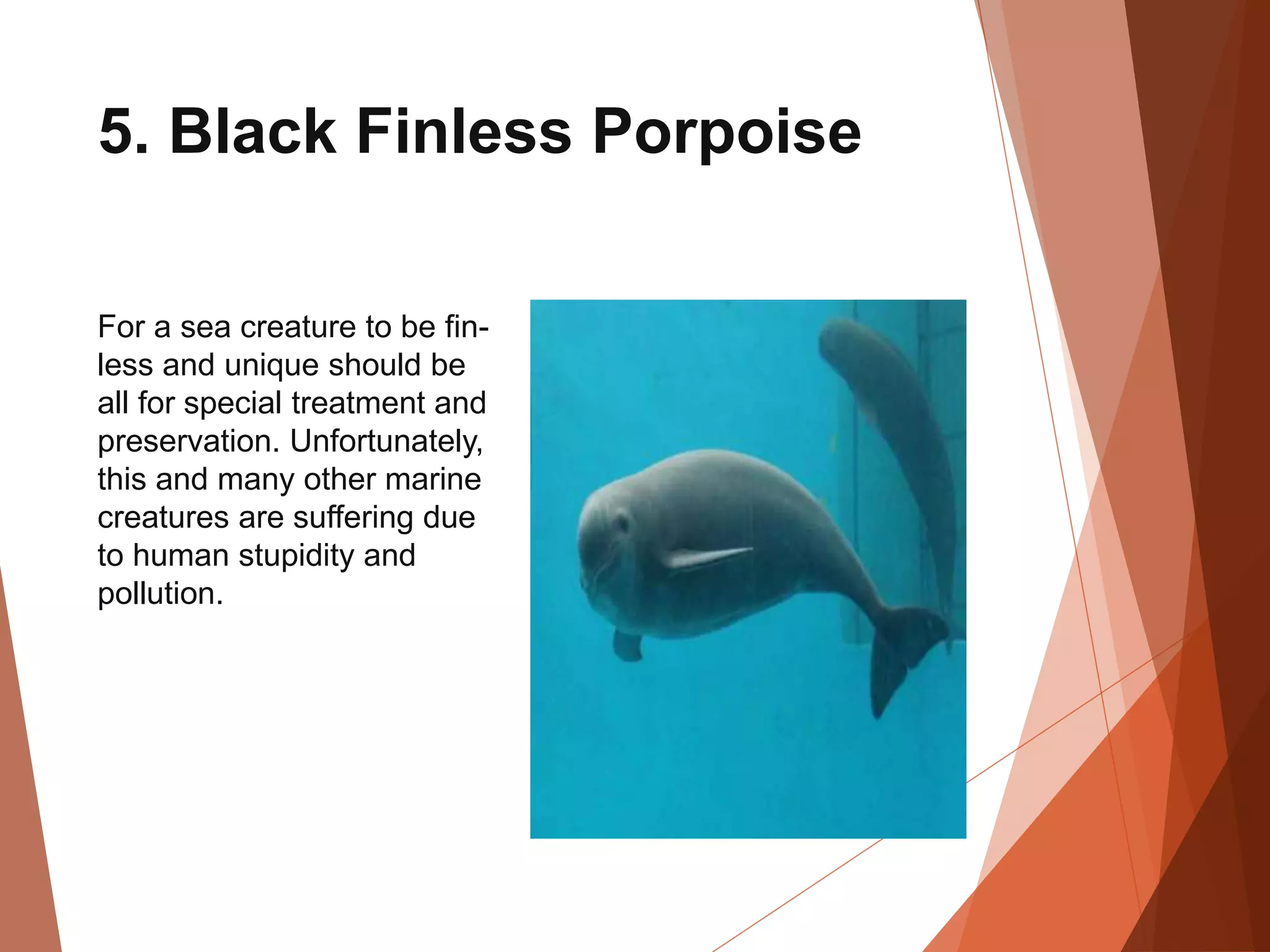 Fifteen endangered animals in pakistan are at risk By Mr Allah Dad Khan ...