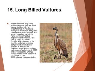 Fifteen endangered animals in pakistan are at risk By Mr Allah Dad Khan ...