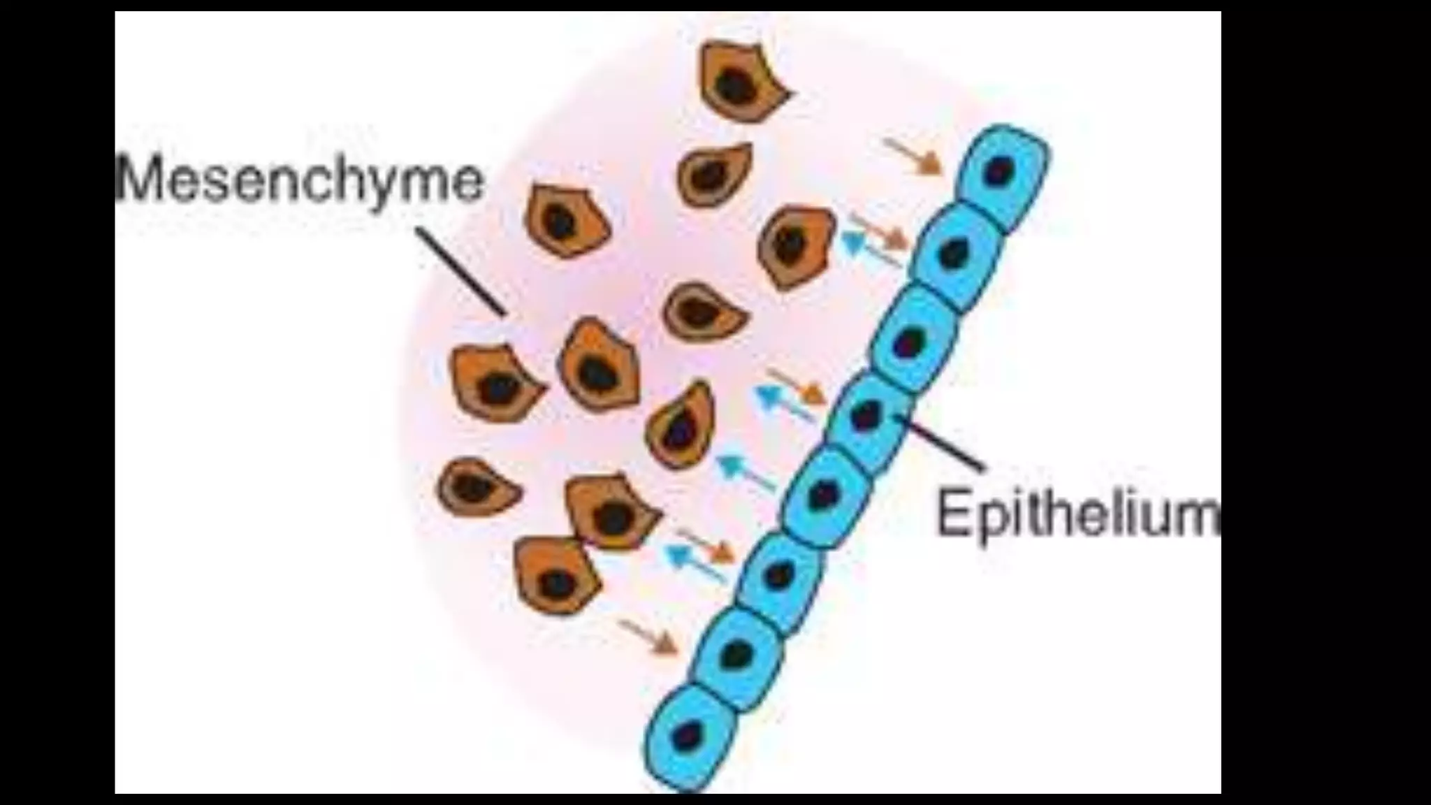 epithelial mesenchymal interaction in odontogenesis | PPTX