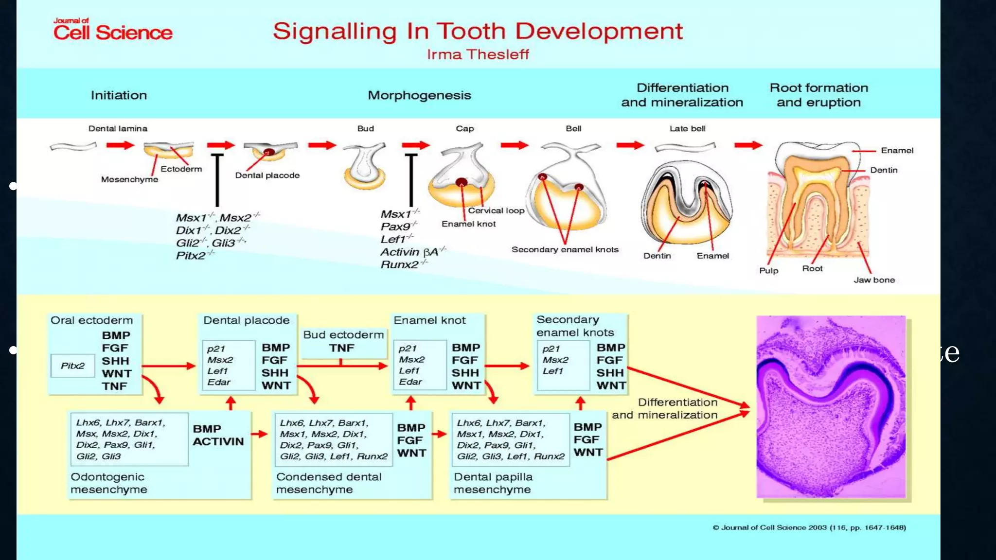 epithelial mesenchymal interaction in odontogenesis | PPTX