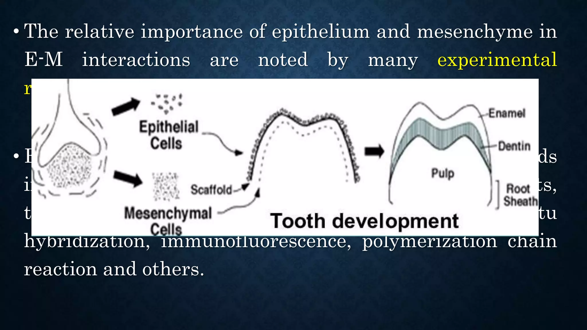 epithelial mesenchymal interaction in odontogenesis | PPTX
