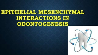 epithelial mesenchymal interaction in odontogenesis | PPTX