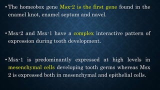 epithelial mesenchymal interaction in odontogenesis | PPTX