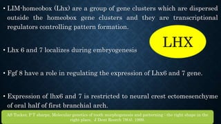 epithelial mesenchymal interaction in odontogenesis | PPTX