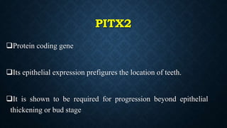 epithelial mesenchymal interaction in odontogenesis | PPTX