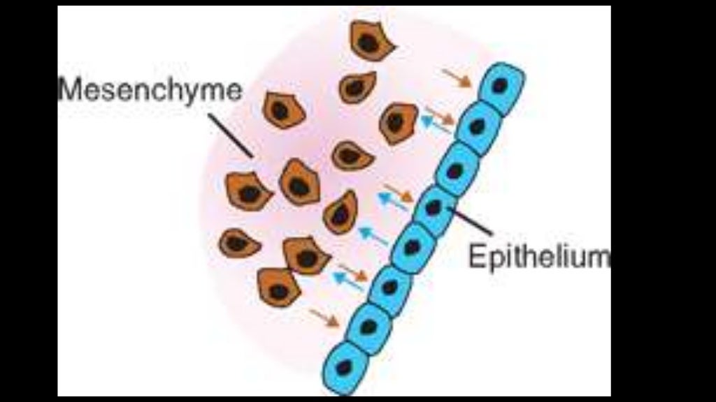 epithelial mesenchymal interaction in odontogenesis