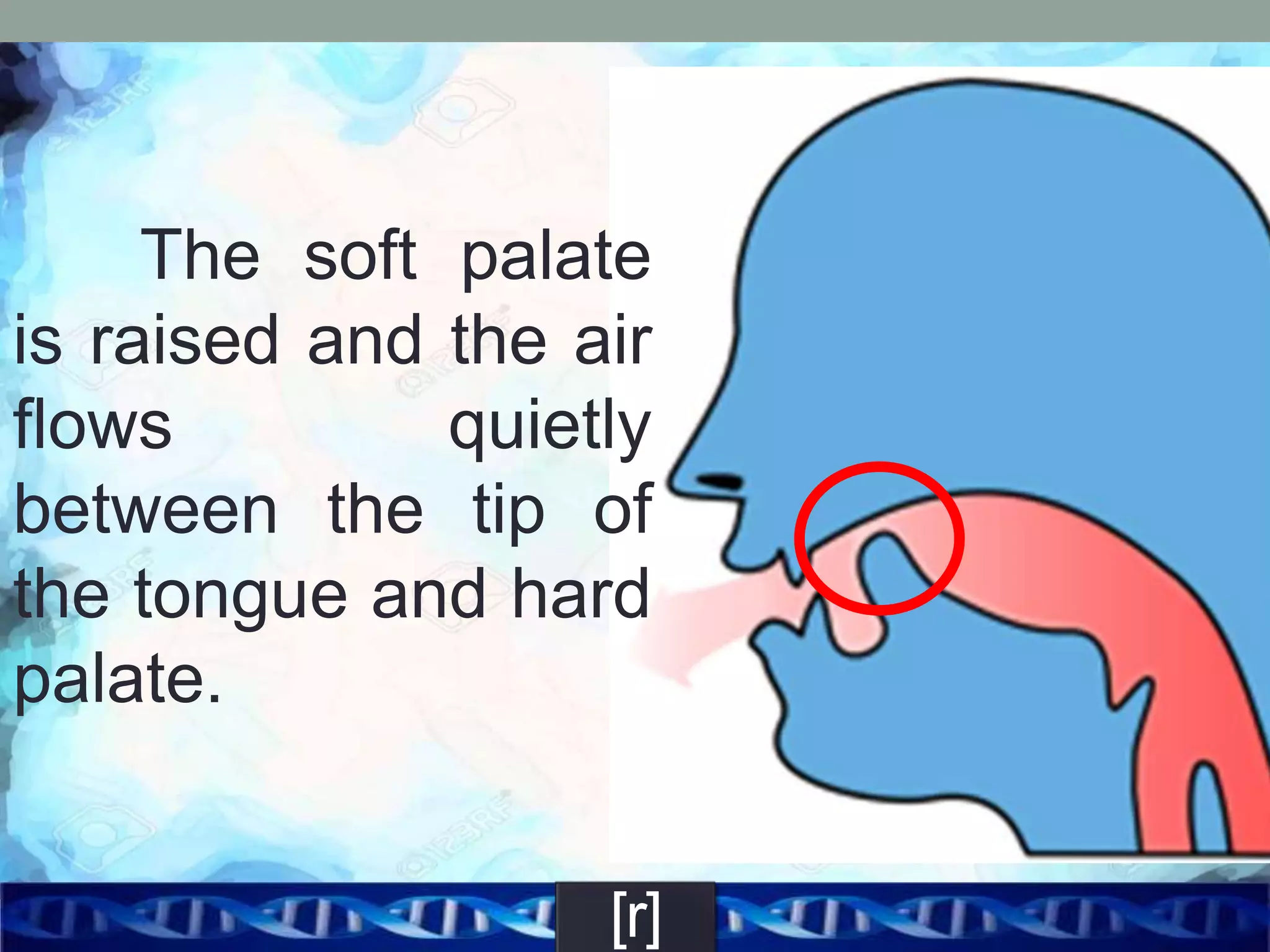 Figure 15 Post Alveolar [r] | PPTX