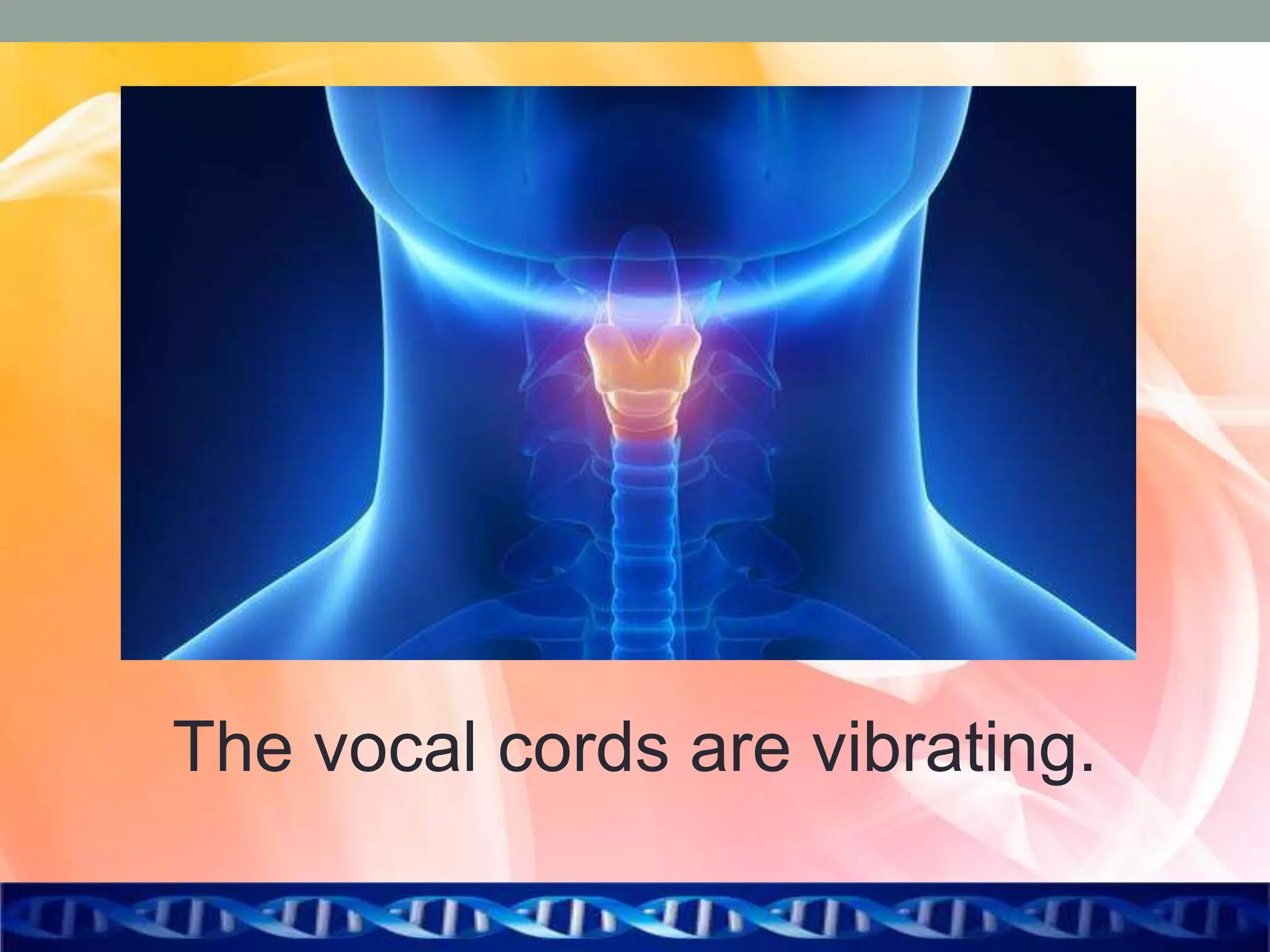 Figure 15 Post Alveolar [r] | PPTX