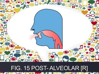 Figure 15 Post Alveolar [r] | PPTX