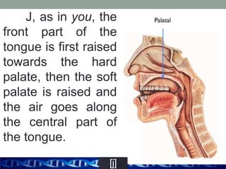 Figure 15 Post Alveolar [r] | PPTX
