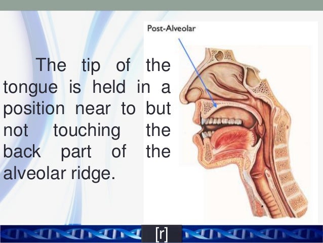 Figure 15 Post Alveolar [r]