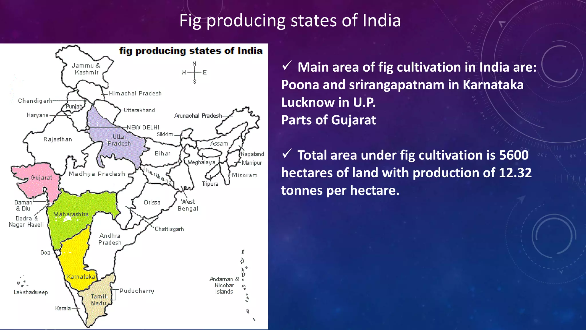 Fig cultivation | PPTX