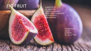 Fig cultivation | PPTX